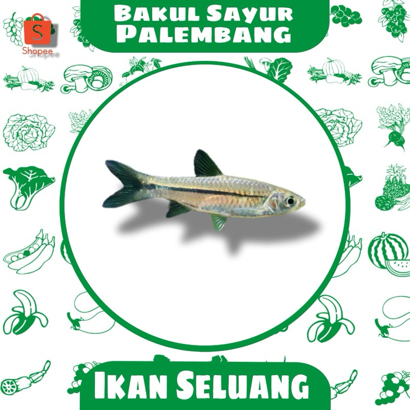 Jual ikan seluang sungai (PALEMBANG) | Shopee Indonesia