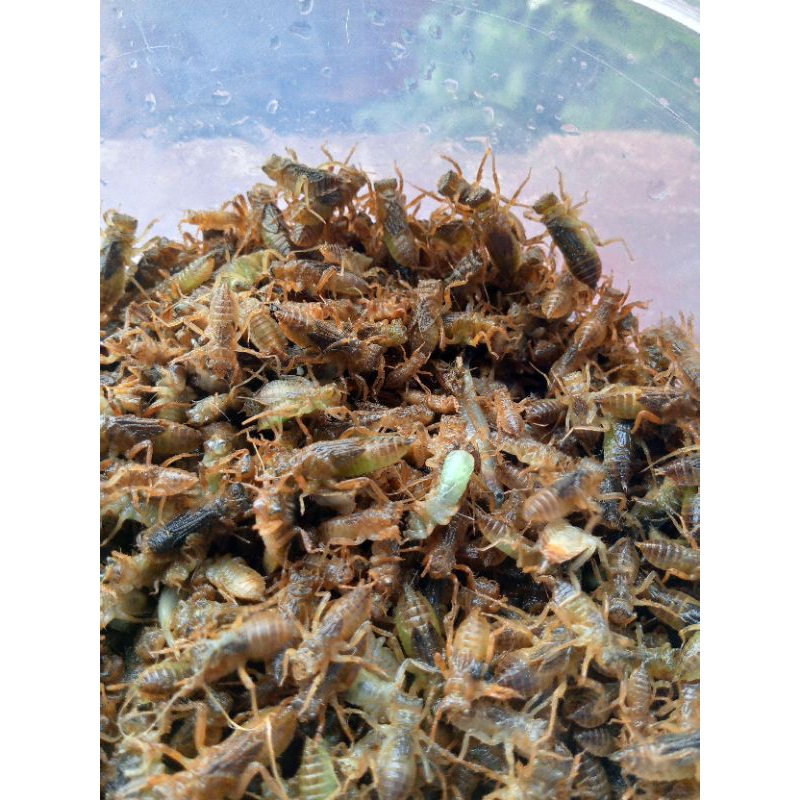 Jual larva capung umpan maning kinikini/100ekor | Shopee Indonesia
