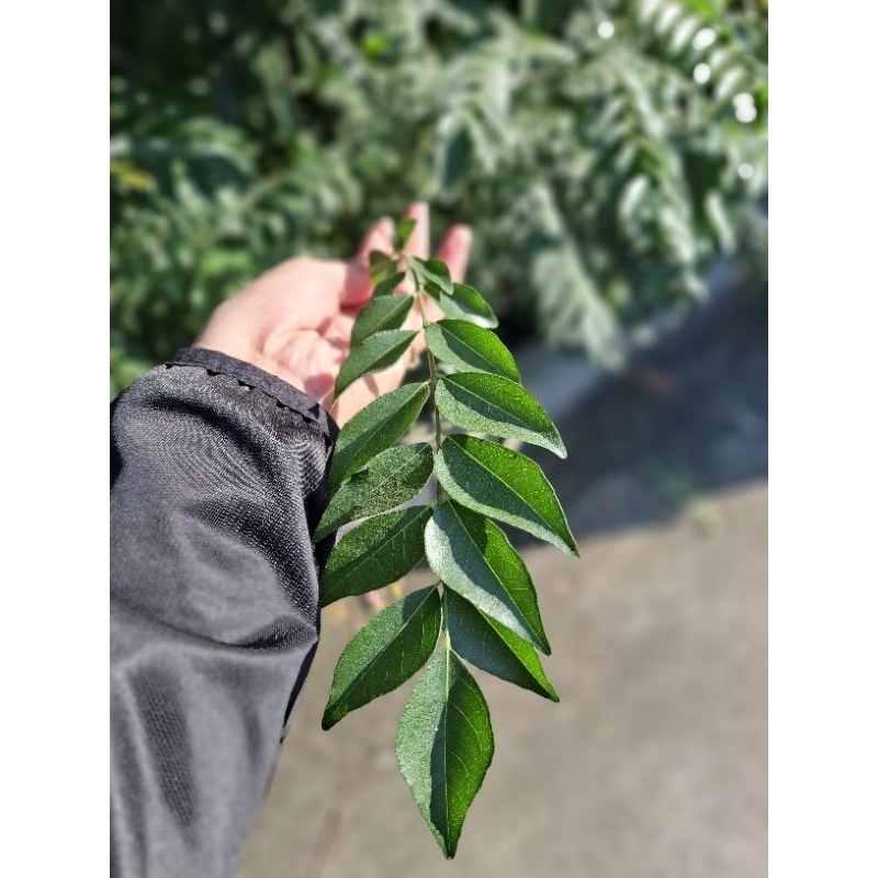 Jual daun kari/temuruy/salam koja | Shopee Indonesia