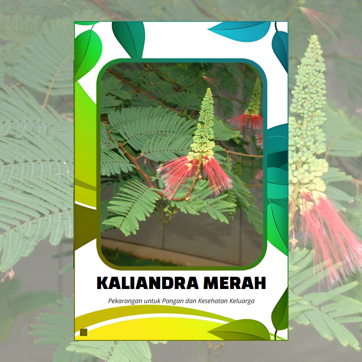 Jual Benih Biji Kaliandra Merah 100 Biji / Kaliandra Pagoda untuk ...
