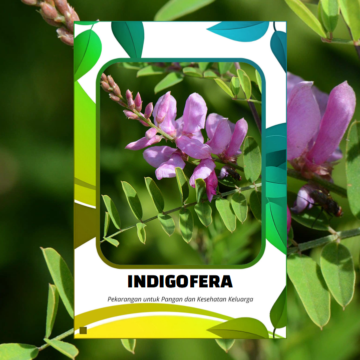 Jual Benih Indigofera 500 biji Siap Semai untuk Pakan Ternak | Shopee ...