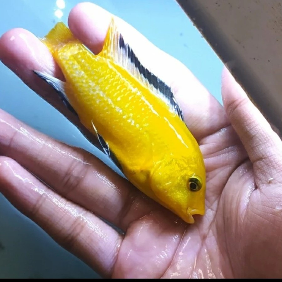 Jual Ikan Hias Lemon Size Besar Ikan Air Tawar Aquarium Aquascape ...
