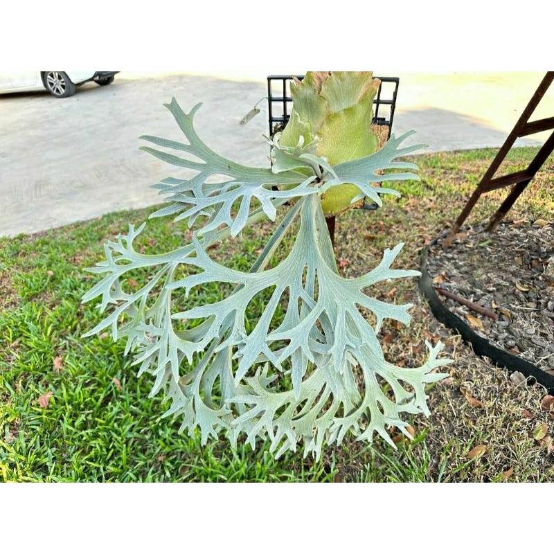 Jual Platycerium Bifurcatum SP White Simbar Menjangan Staghorn Fern ...