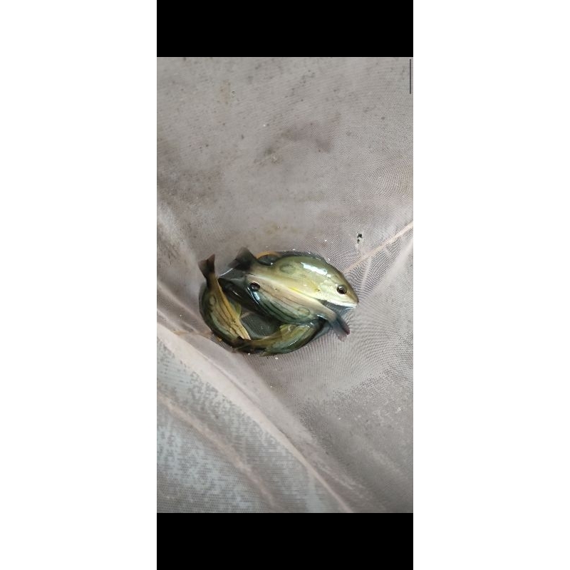 Jual ikan kakap tompel 8-10cm air tawar | Shopee Indonesia