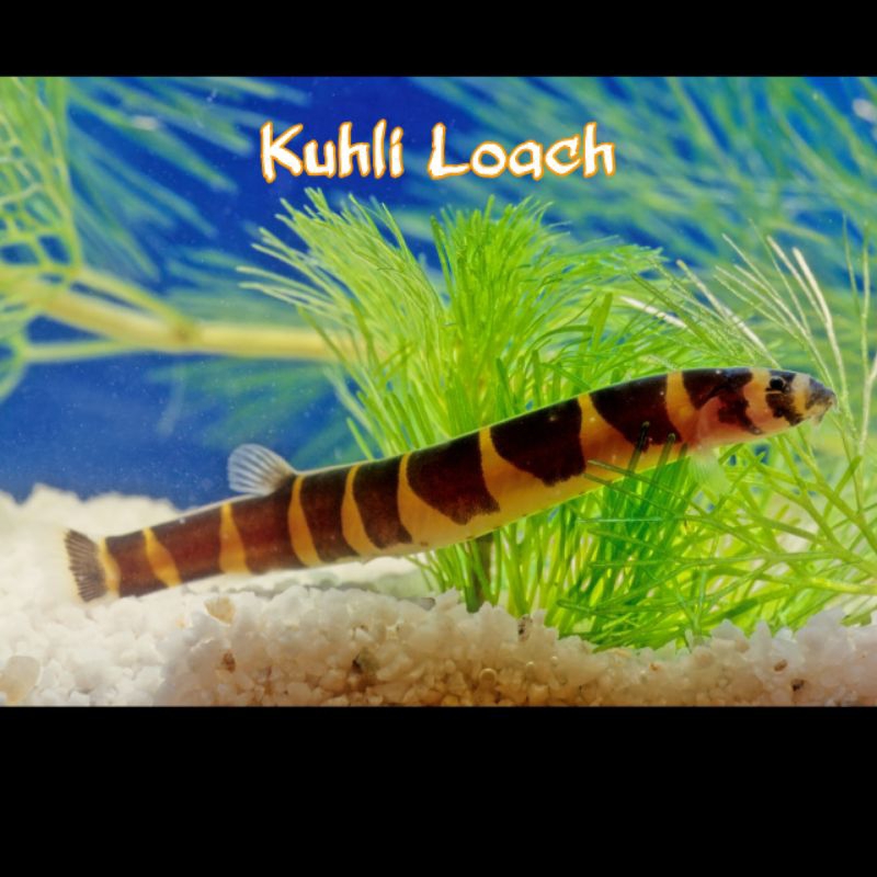 Jual Ikan Kuhli loach | Shopee Indonesia