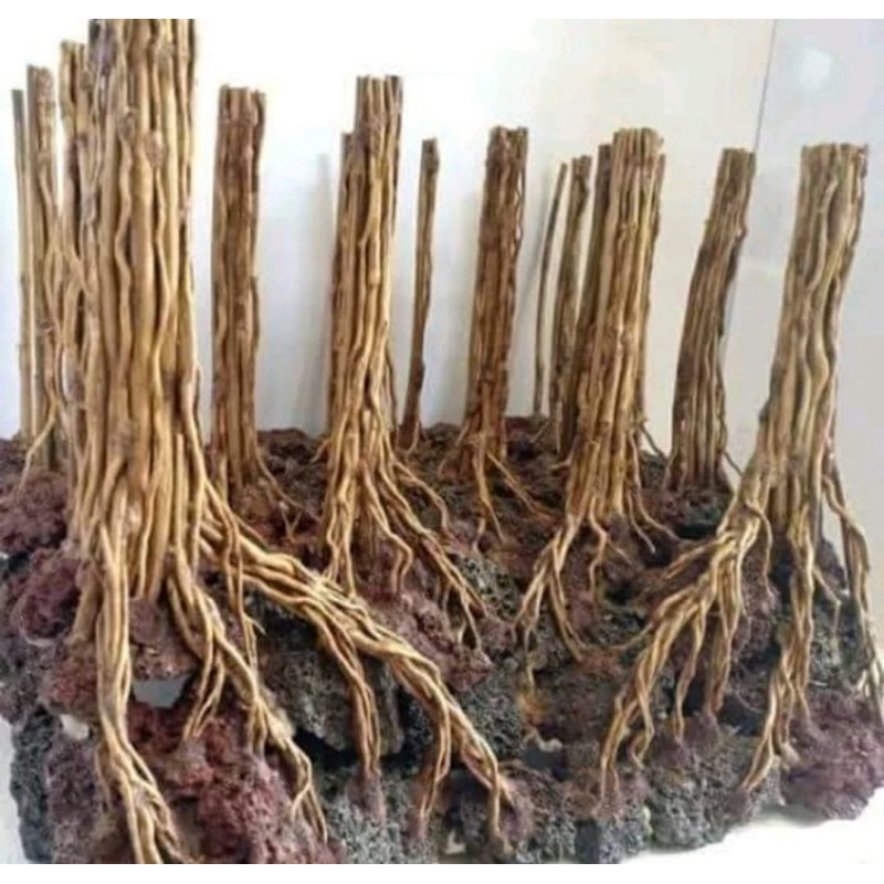 Jual kayu senggani aquascape ukuran sedeng 30 cm | Shopee Indonesia