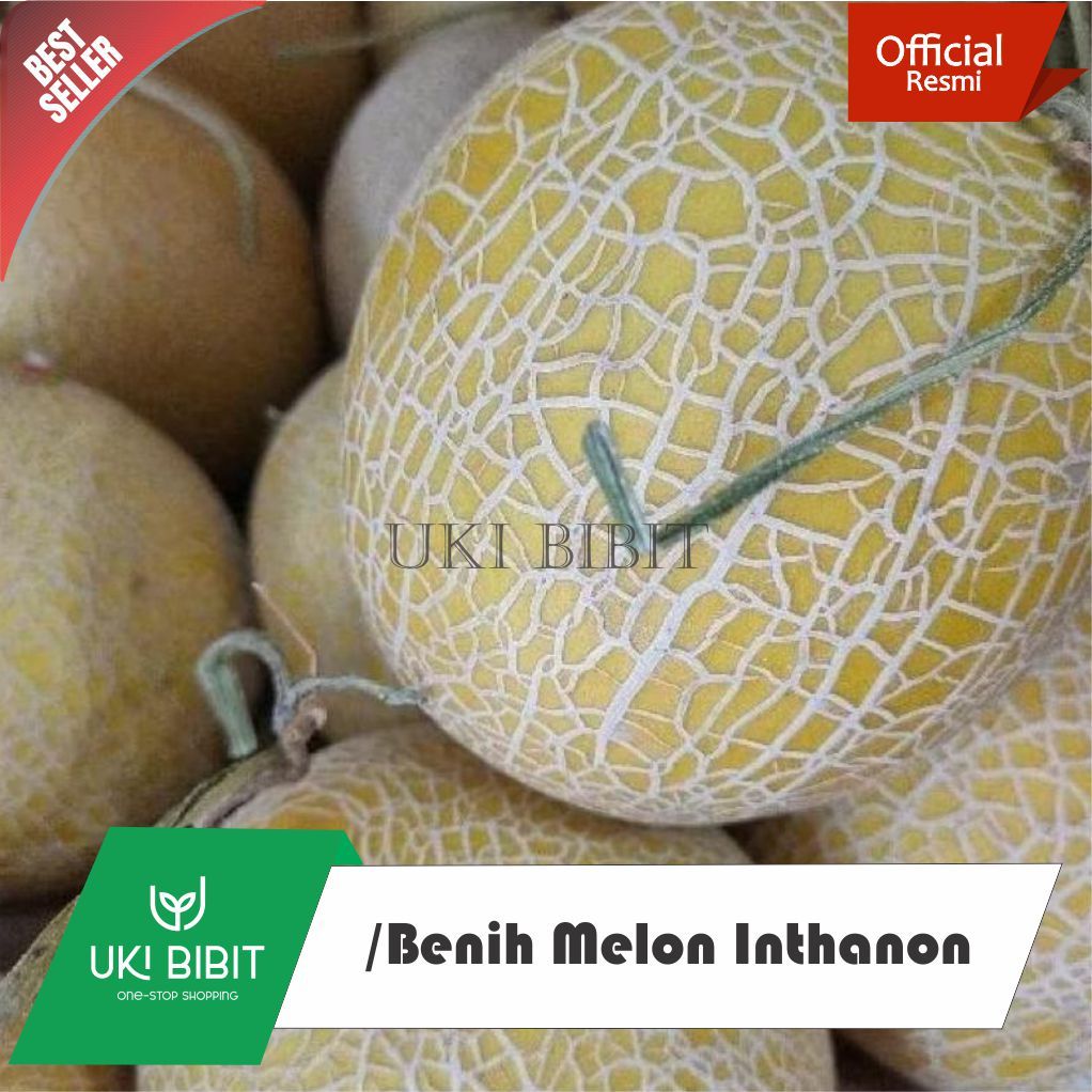 Jual ( 3 Butir ) Benih Biji Melon Inthanon | Mash Melon | Melon Kiwano ...
