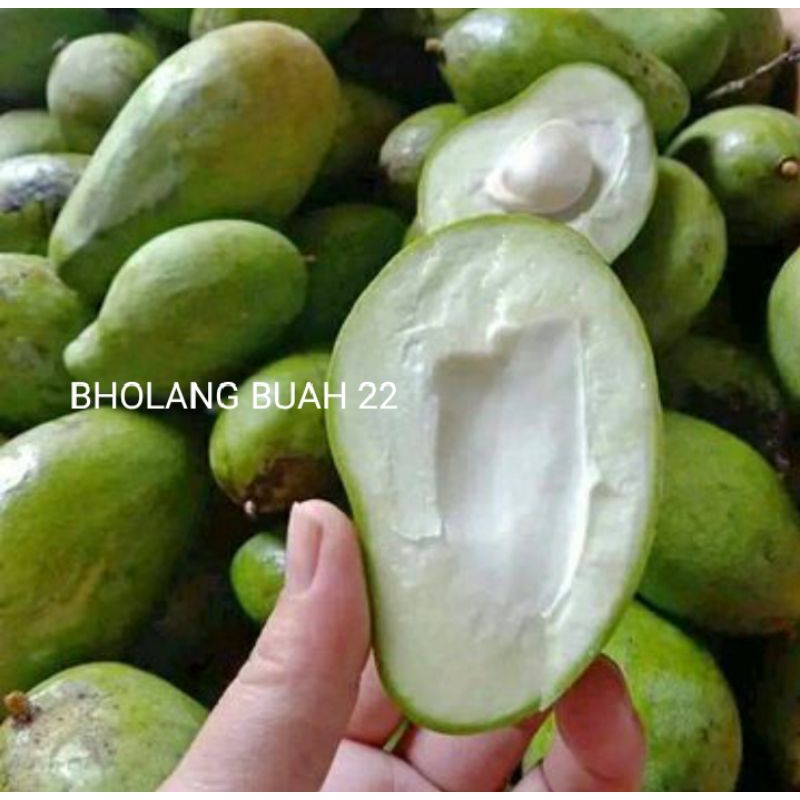 Jual MANGGA MUDA ISI 1KG DIJAMIN MUDA & FRESH | Shopee Indonesia