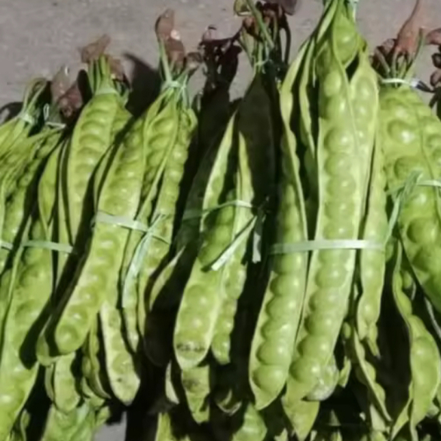 Jual PROMO PETE MURAH HARGA PERIKAT ISI 10 LONJOR (GRADE A) PETE PETAI ...