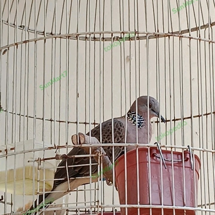 Jual Burung Derkuku Tekukur ternakan sendiri ring | Shopee Indonesia