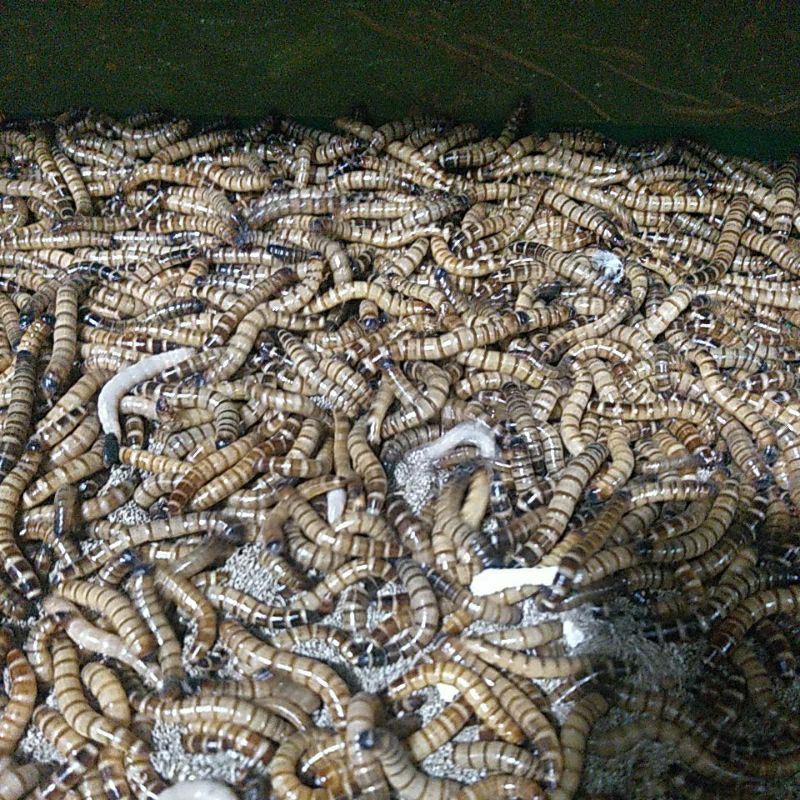 Jual ULAT JERMAN. BERAT 100g | Shopee Indonesia