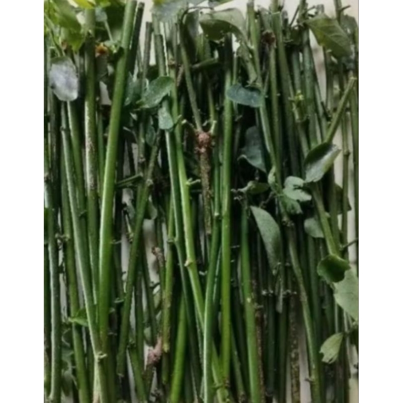 Jual bibit stek tanaman katuk per 10 batang | Shopee Indonesia