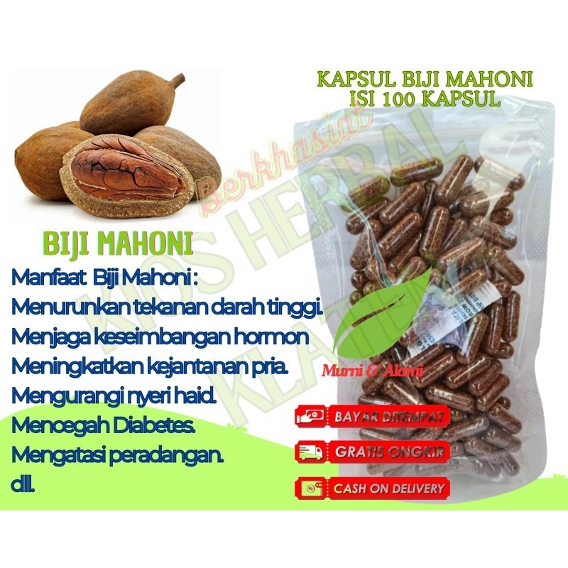 Jual Biji MAHONI isi 100 kapsul untuk diabetes kolesterol | Shopee ...
