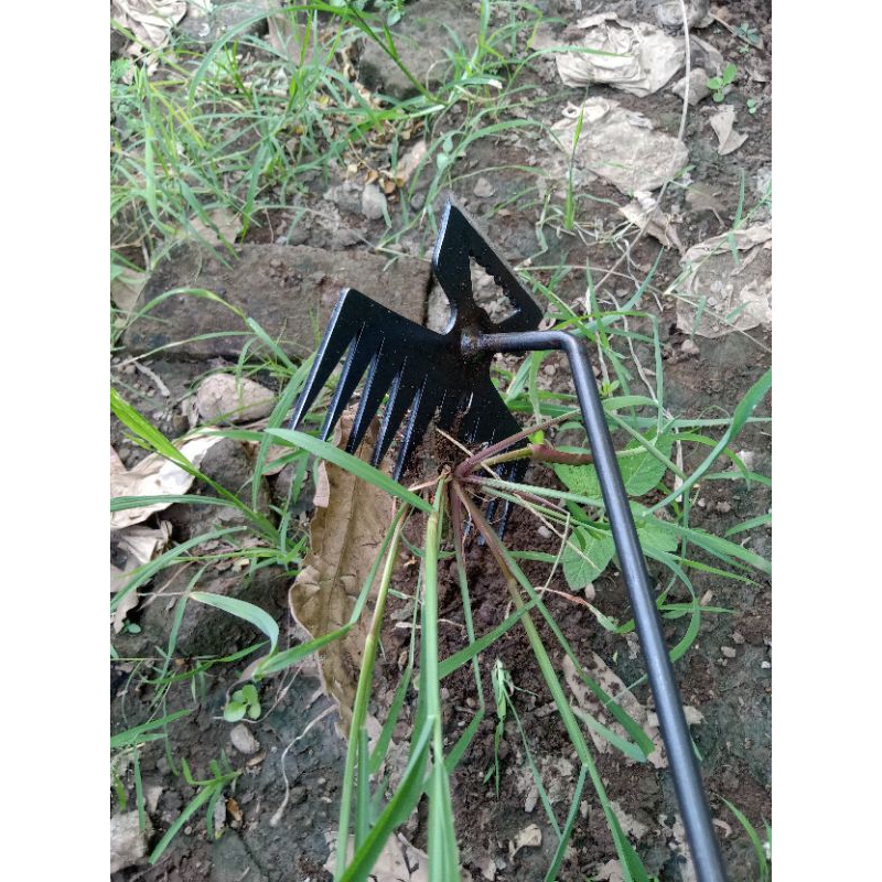Jual Cangkul Alat Pencabut Cabut Rumput Gulma Liar (Cabut BESAR ...