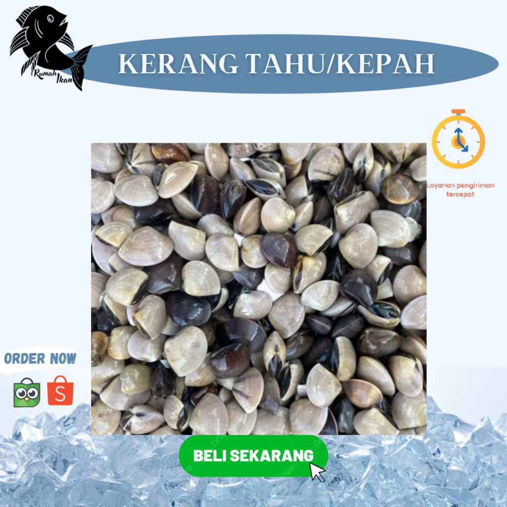 Jual Kerang Tahu Segar/Kerang Kepah 1Kg | Shopee Indonesia