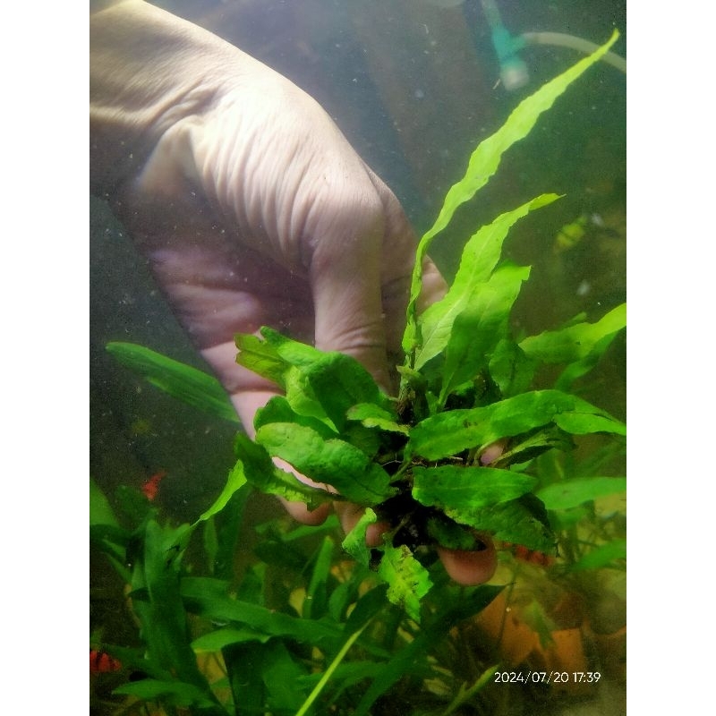 Jual Kadaka Java fern, tanaman air low co2, low cahaya, aquascape ...