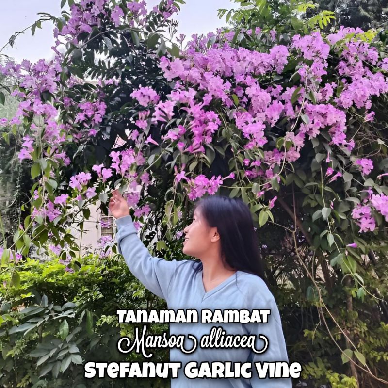 Jual Tanaman Rambat Stefanut Garlic | Shopee Indonesia