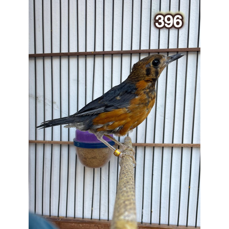 Jual TOROL ANIS MERAH MUTASI KE DEWASA RING TEGUH JAYA 396 FREE PAKAN ...