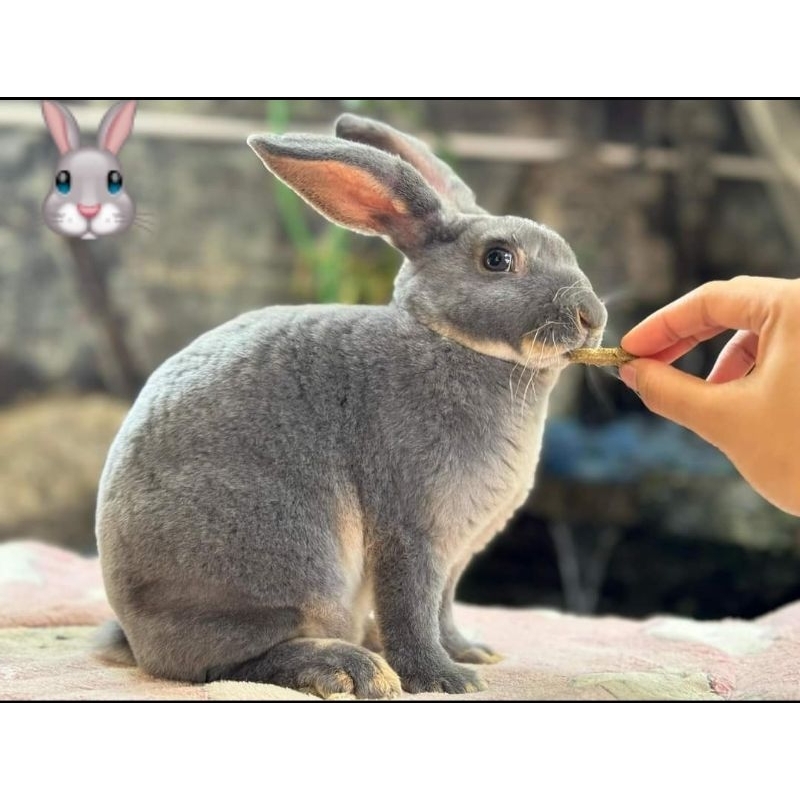 Jual Indukan Kelinci Rex, Dutch, Fuzzy Lop, English Anggora | Shopee ...