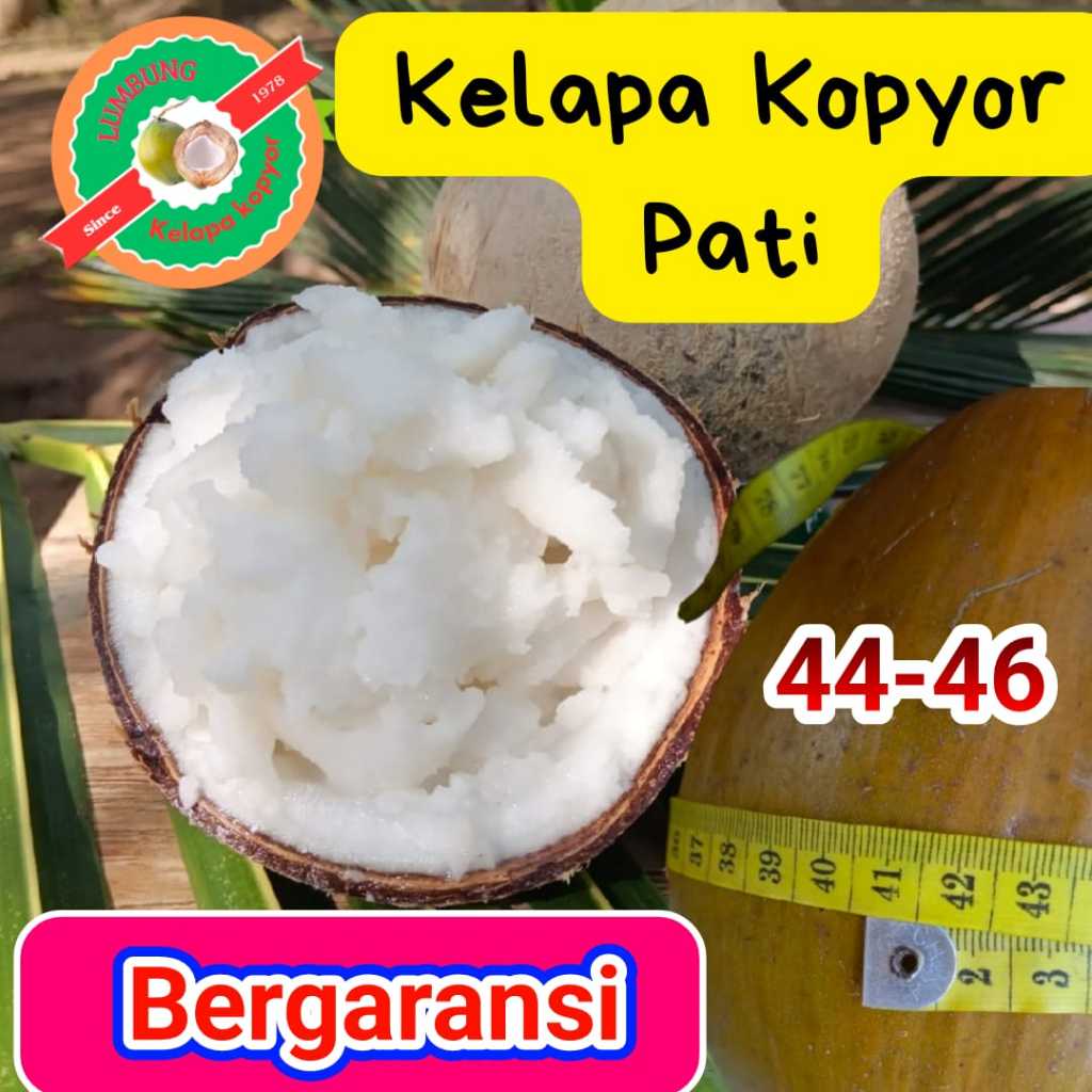 Jual Kelapa kopyor Asli Pati / isi tebal / ukuran 44-46 | Shopee Indonesia