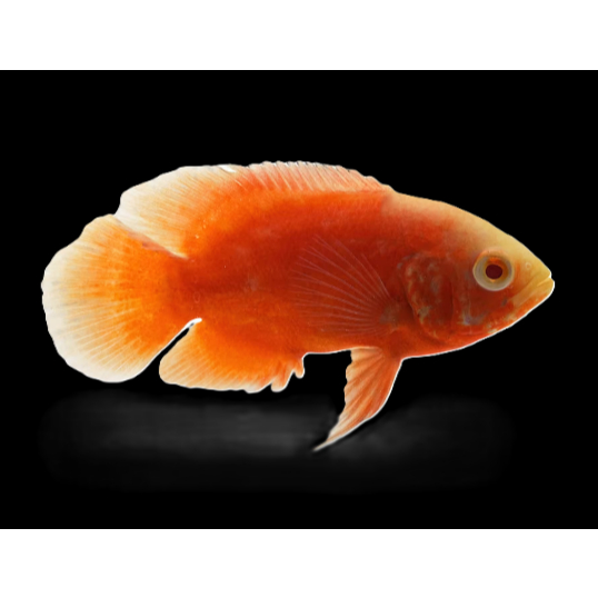 Jual IKAN HIAS AIR TAWAR OSCAR PARIS ALBINO RED CHILI | Shopee Indonesia