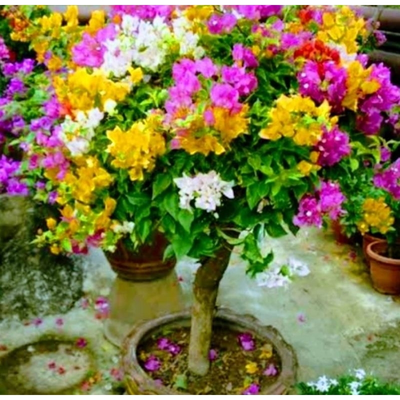 Jual Bunga Bougenville stek 1 pohon 5 warna | Shopee Indonesia