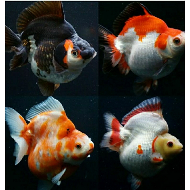 Jual Hiasan Aquarium Ikan Mas Koki / Goldfish Demekin Ryukin size ... Jual Hiasan Aquarium Ikan Mas Koki / Goldfish Demekin Ryukin size ...
