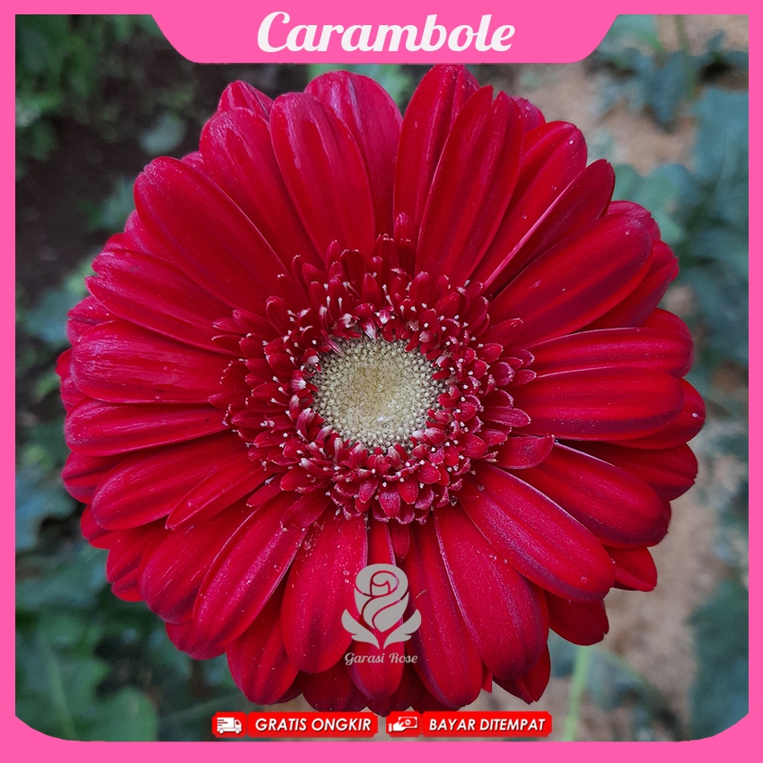 Jual Bibit Bunga Gerbera Import Mix Dengan Media (Paket 1 KG) | Shopee ...