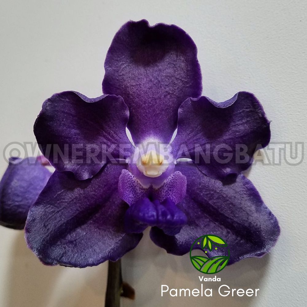 Jual Anggrek Vanda PAMELA GREER Remaja Warna Bung Navy Koleksi Langka ...