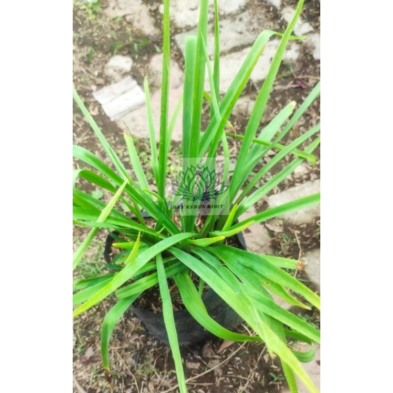 Jual Tanaman sedap malam rimbun / besar (beli 5 gratis 1) | Shopee ...