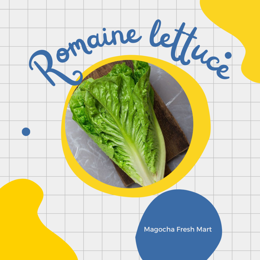 Jual Romaine Lettuce / Selada Romaine Fresh | Shopee Indonesia