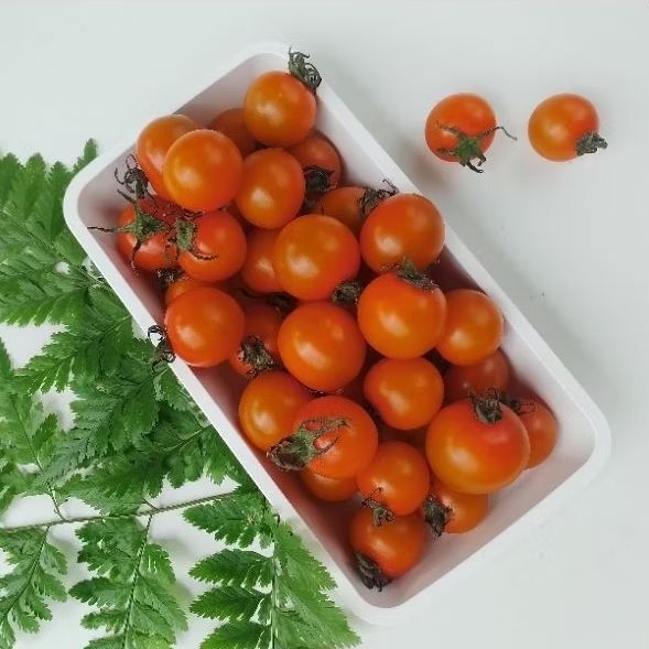 Jual buah tomat ceri kuning yellow cherry tomato sun gold | Shopee ...