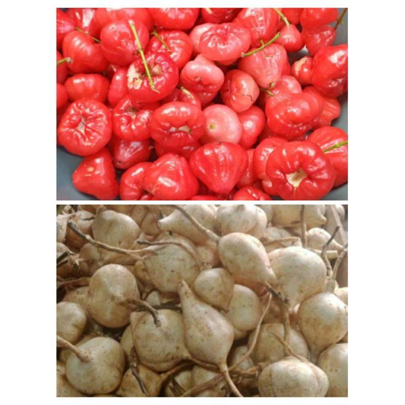 Jual PAKET RUJAK ISI 1KG ( JAMBU AIR & BANGKUANG ) | Shopee Indonesia