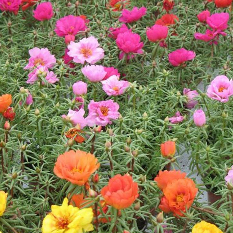 Jual Biji Bunga Moss Rose (Mixed) Portulaca Grandiflora (Isi 10 biji ...