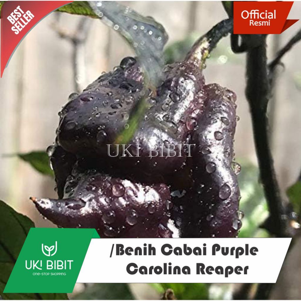 Jual ( 3 Butir ) Benih Cabe Purple Carolina Reaper | Cabe Terpedas ...