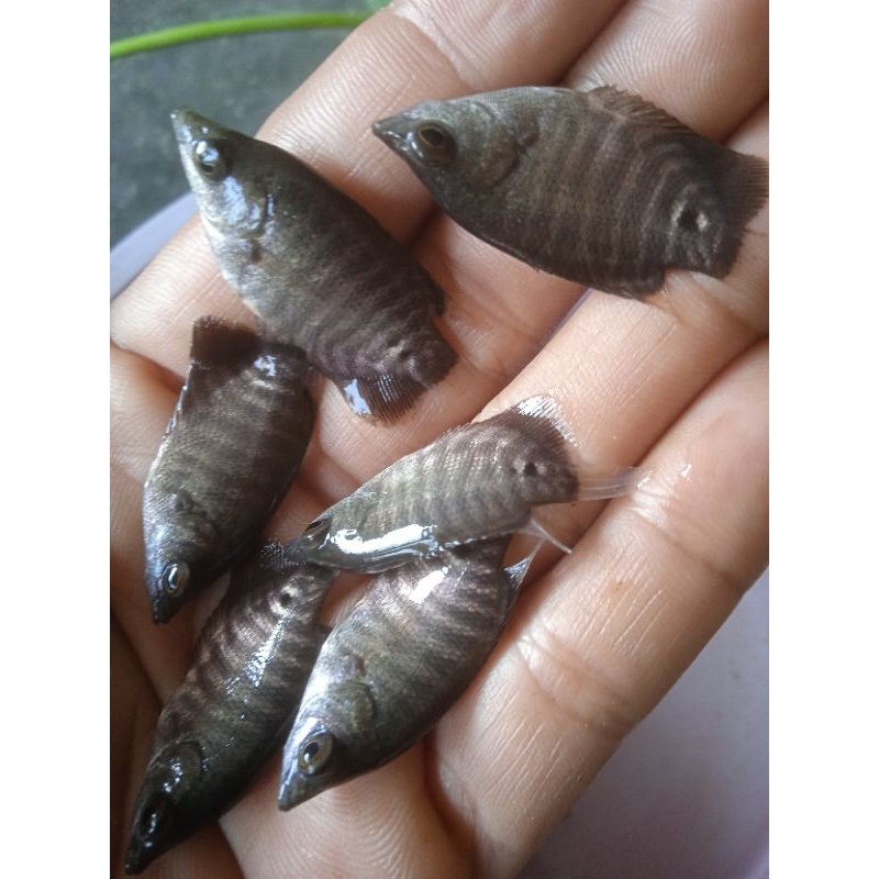 Jual 30 ekor gurame soang sudah makan pelet | Shopee Indonesia