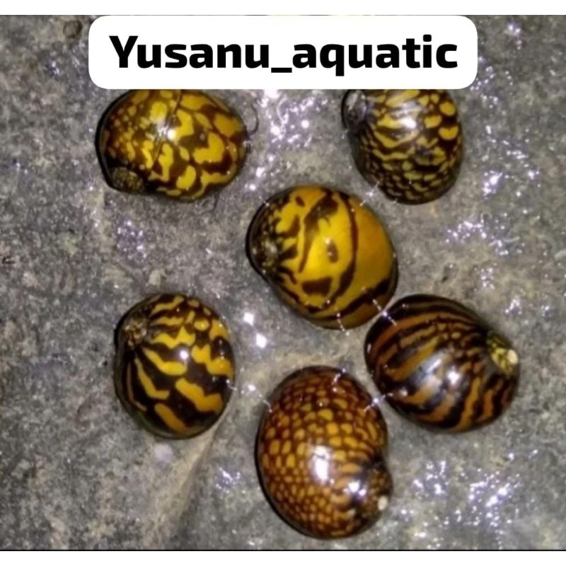 Jual Keong batik pembersih kaca akuarium | Shopee Indonesia