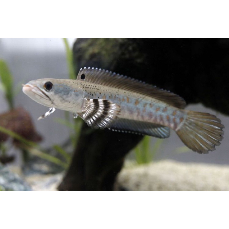 Jual Channa Blue Pulchra | Shopee Indonesia