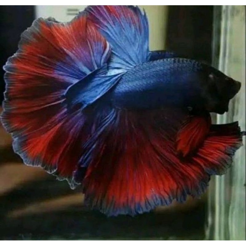 Jual stiker akuarium..Cupang HALFMOON.. ikan hias/hiasan akuarium ...