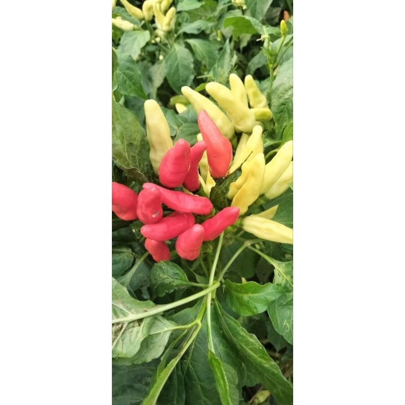 Jual Benih Rawit Domba (isi 30 biji) | Shopee Indonesia