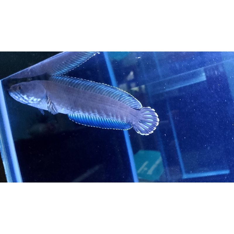 Jual Obral Hiasan aquarium single tank channa Andrao 10cm snakehead ...