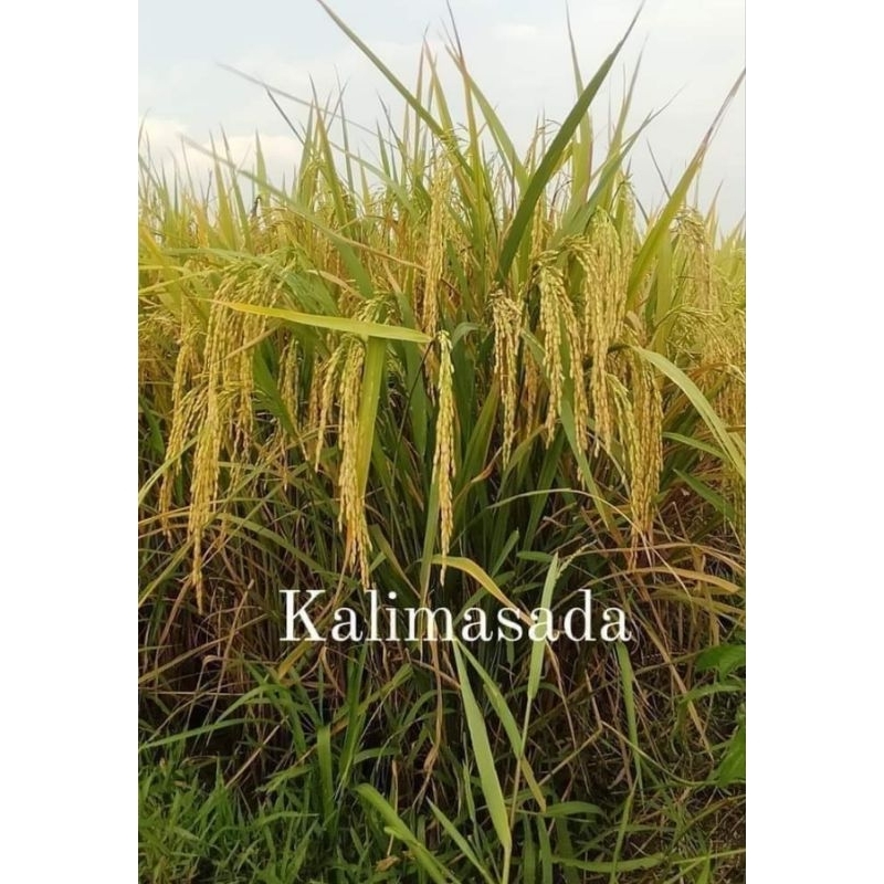 Jual BENIH PADI KALIMASADA BARU 1KG | Shopee Indonesia