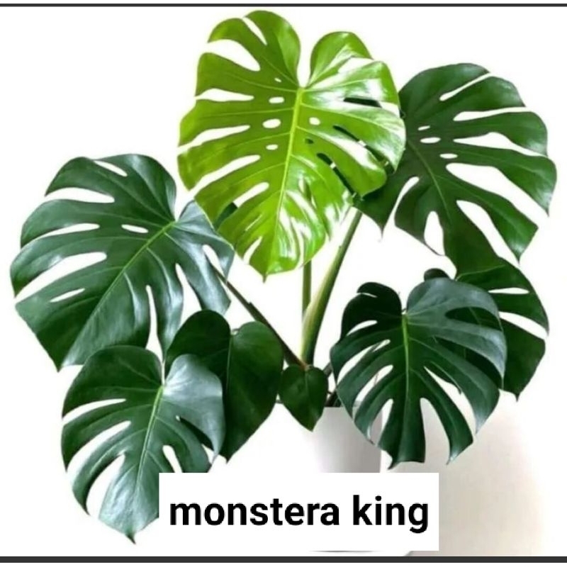 Jual tanaman hias monstera king / tanaman hias hidup monstera king daun ... Jual tanaman hias monstera king / tanaman hias hidup monstera king daun ...