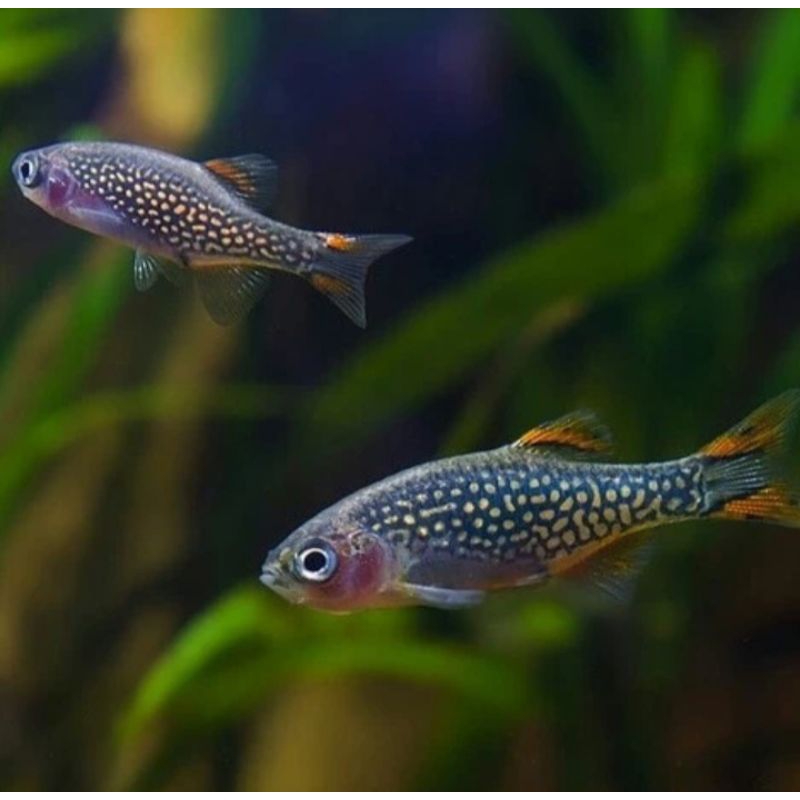 Jual Ikan Rasbora Galaxy aquascape isi 10 ekor | Shopee Indonesia