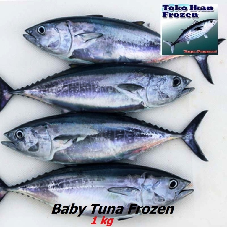 Jual Ikan BABY TUNA / Segar Beku / Frozen Fresh / 1 kg | Shopee Indonesia