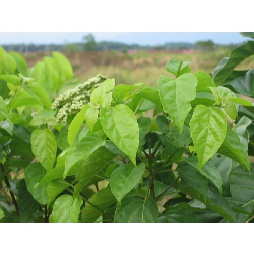 Jual Daun Singkil Buas Buas Segar Herbal Alami 1 kg | Shopee Indonesia