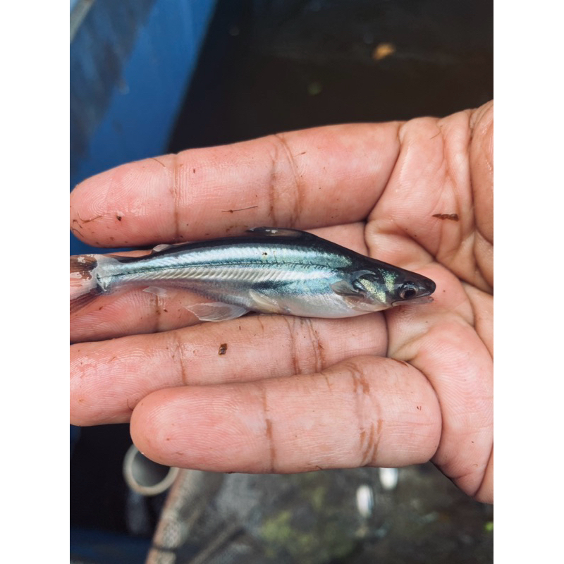 Jual benih patin ukuran 6-7-8cm | Shopee Indonesia
