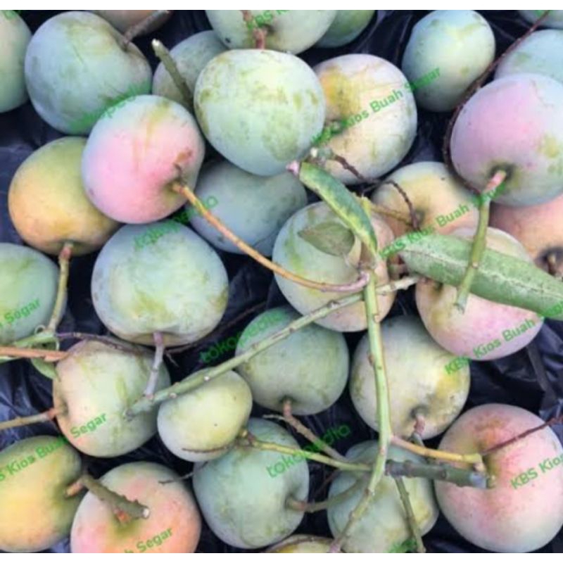 Jual mangga apel muda isi 1kg sangat cocok untuk rujak | Shopee Indonesia