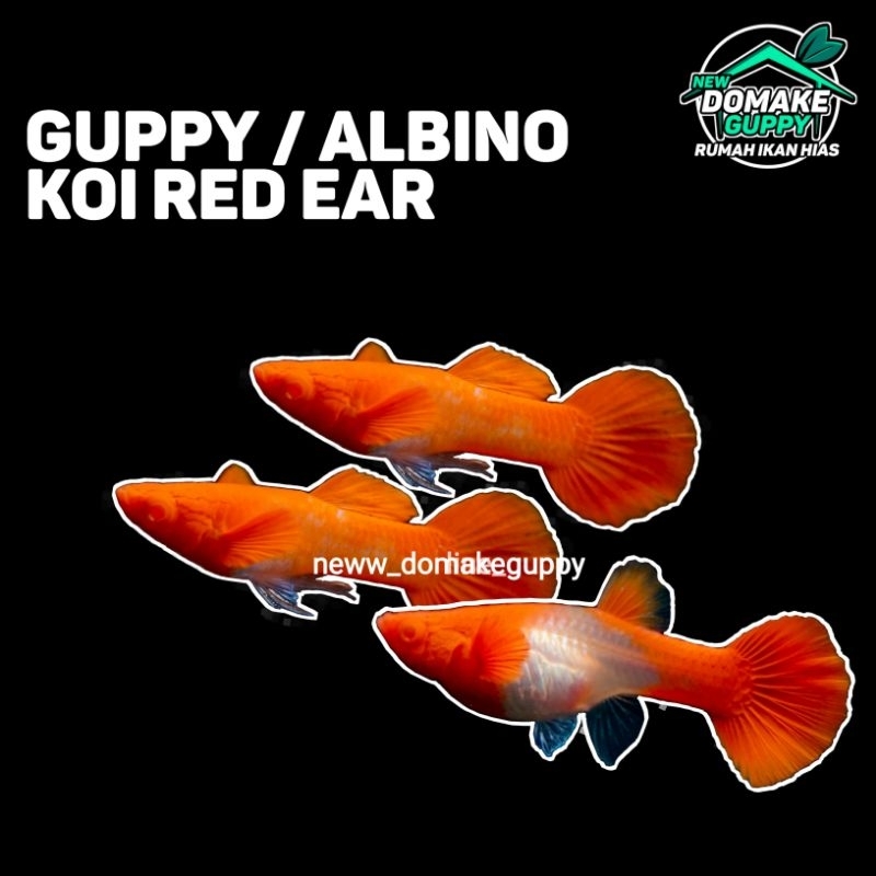 Jual Original Albino Koi Red Ear | Shopee Indonesia