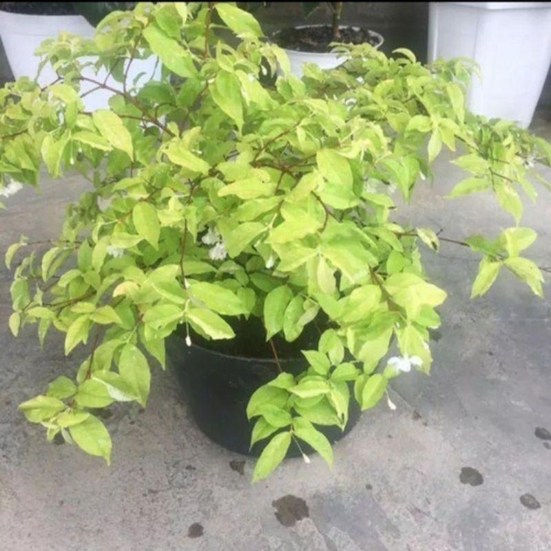 Jual tanaman hias hidup anting putri / bibit pohon anting putri daun ...